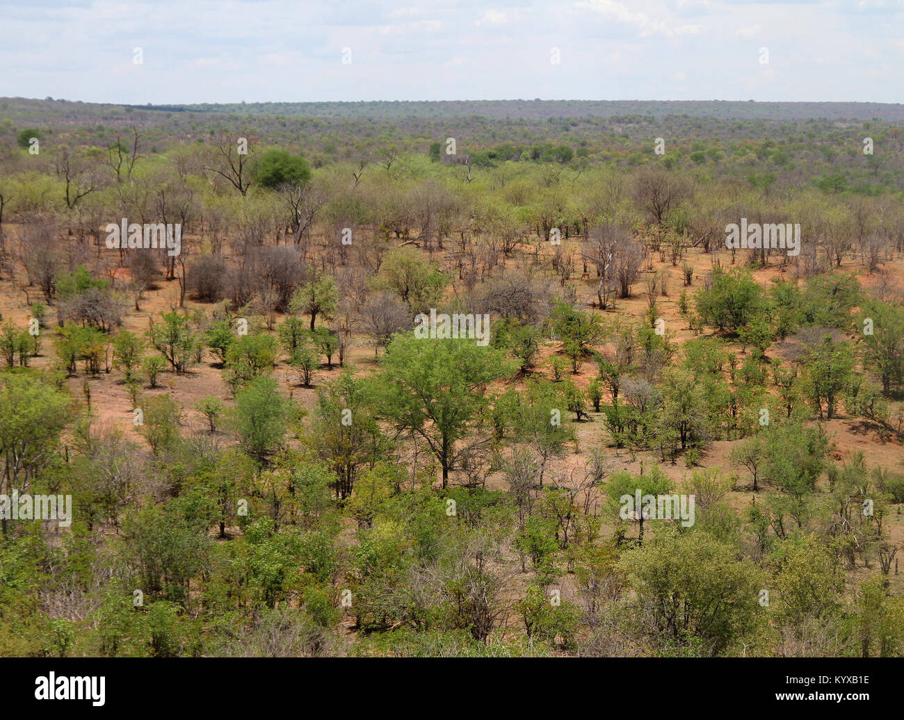 Savannah Forest High Resolution Stock Photography and Images - Alamy