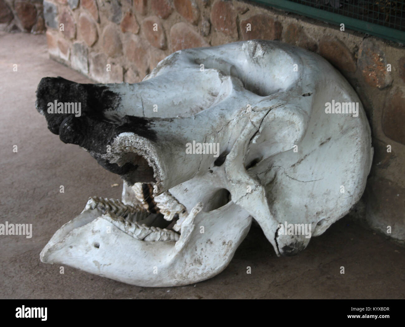 Elephants skull hi-res stock photography and images - Alamy