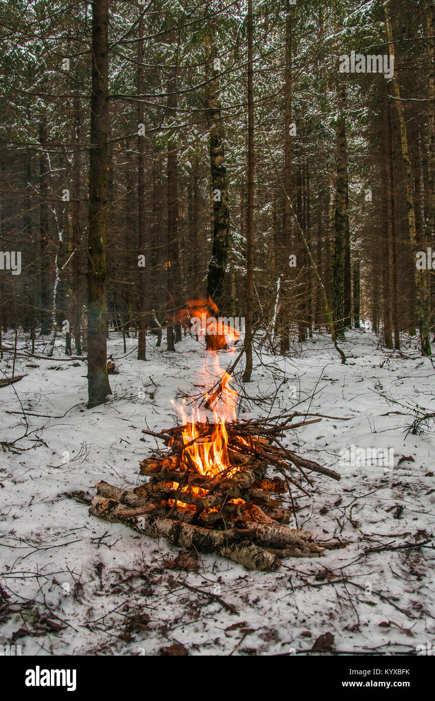 Campfire on snow in a winter forest with tongues of flame flying high ...