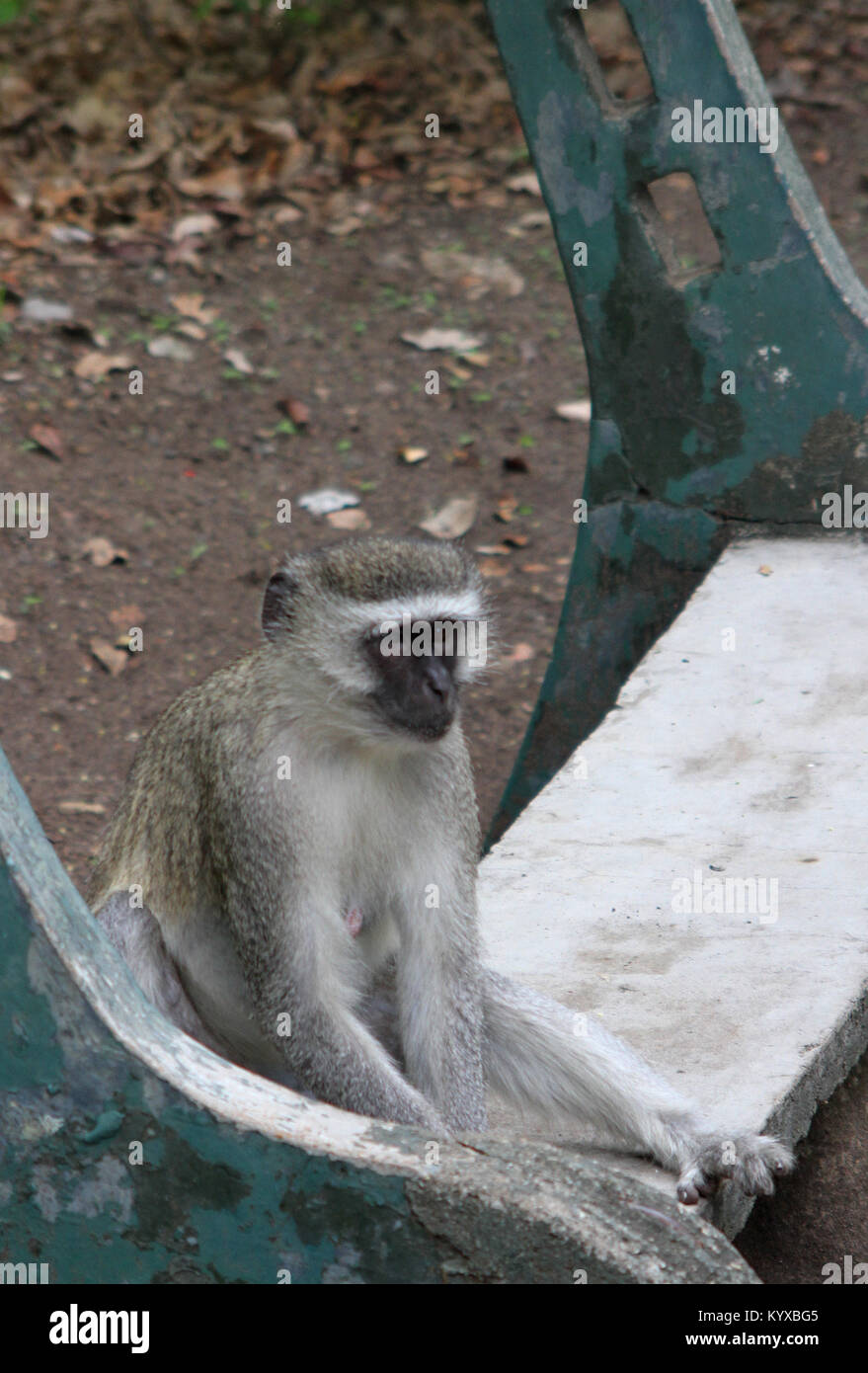Zimbabwe monkey hi-res stock photography and images - Alamy