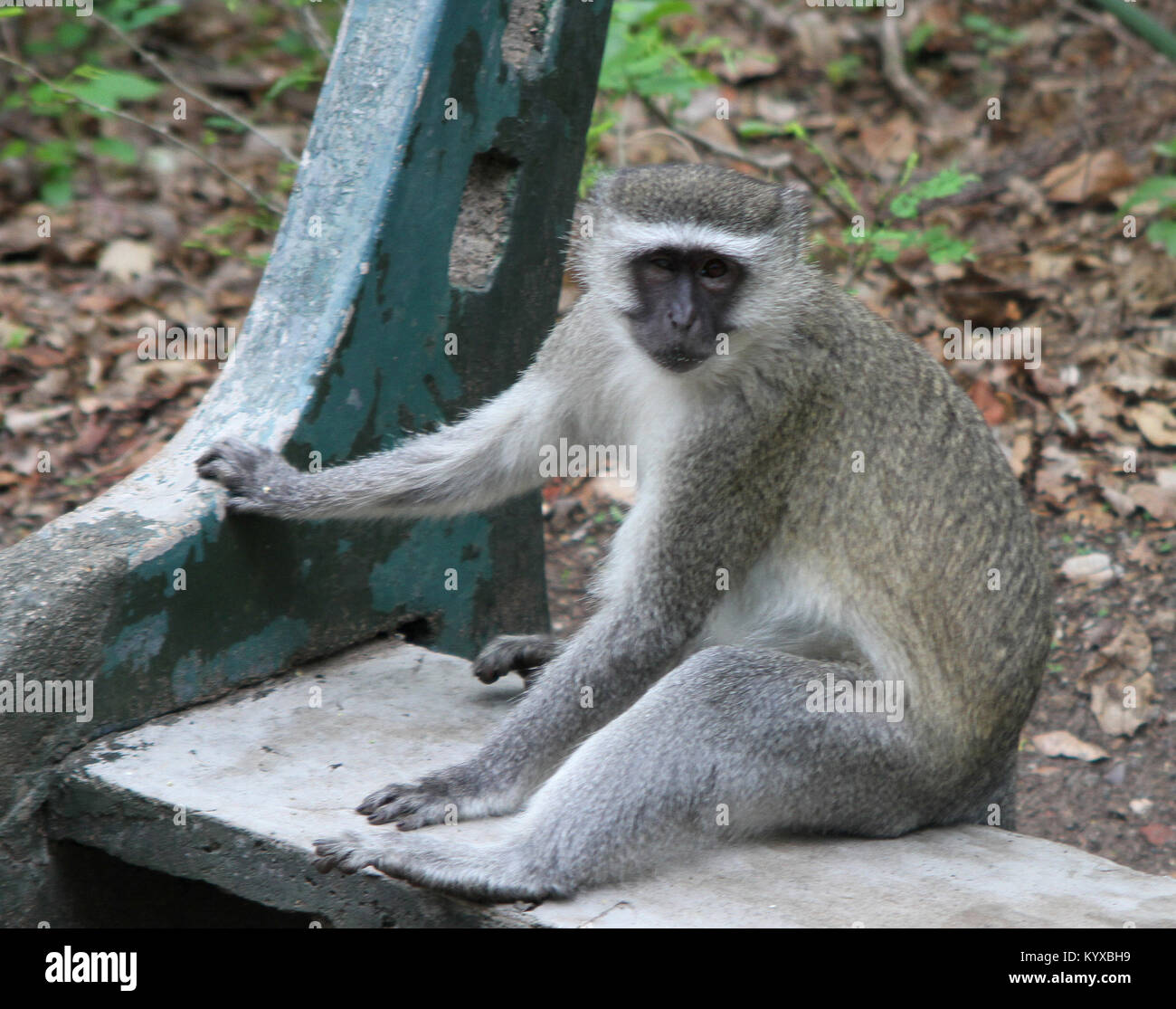 Monkey bench hi-res stock photography and images - Alamy