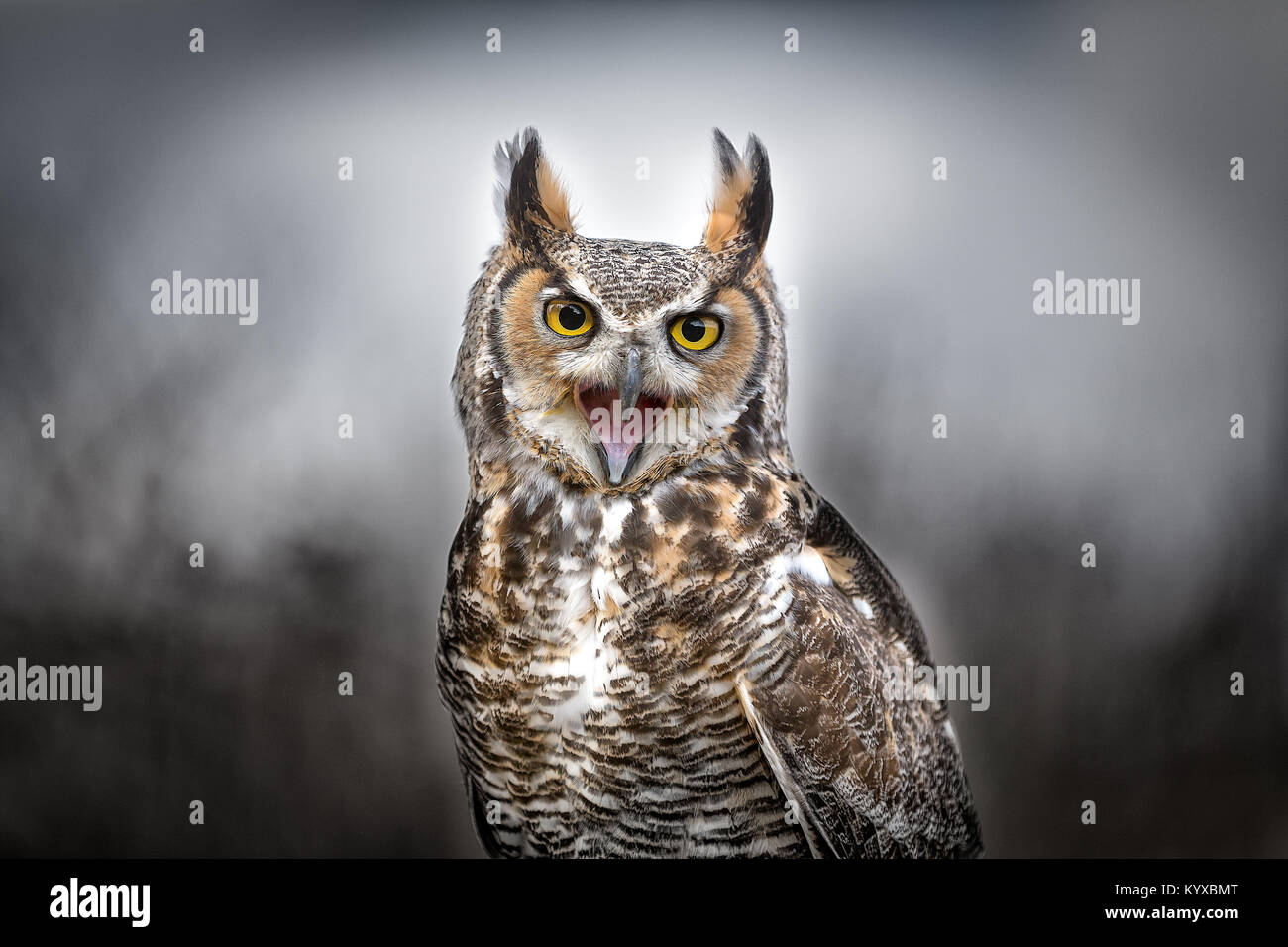 Grey Horned Owl Stock Photo - Alamy