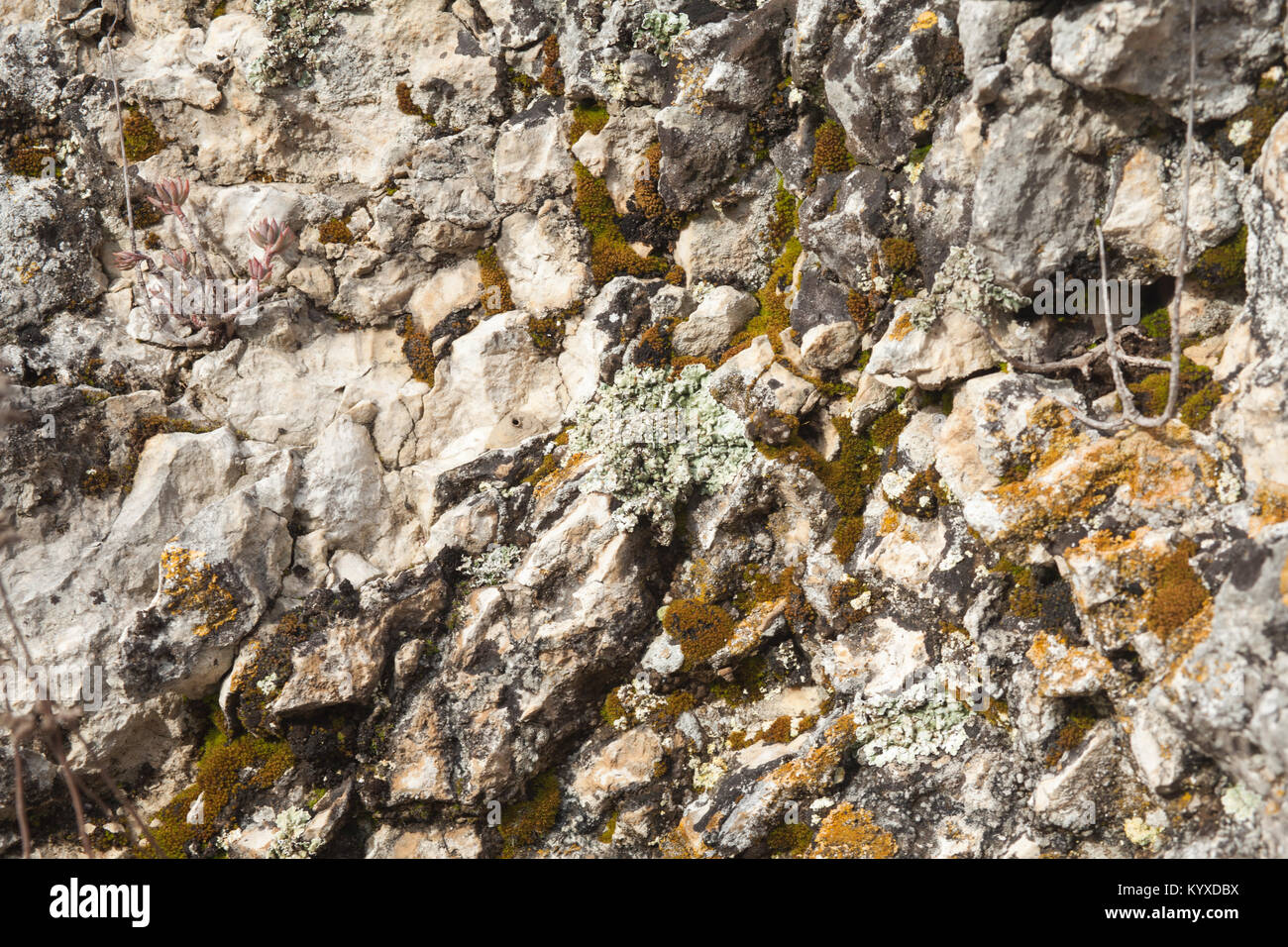 White and grey rock covered in mosses of different colours Stock Photo ...
