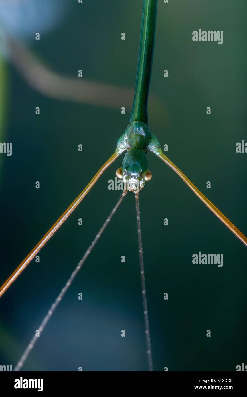 Ramulus nematodes "Blue" Phasmide Stock Photo - Alamy