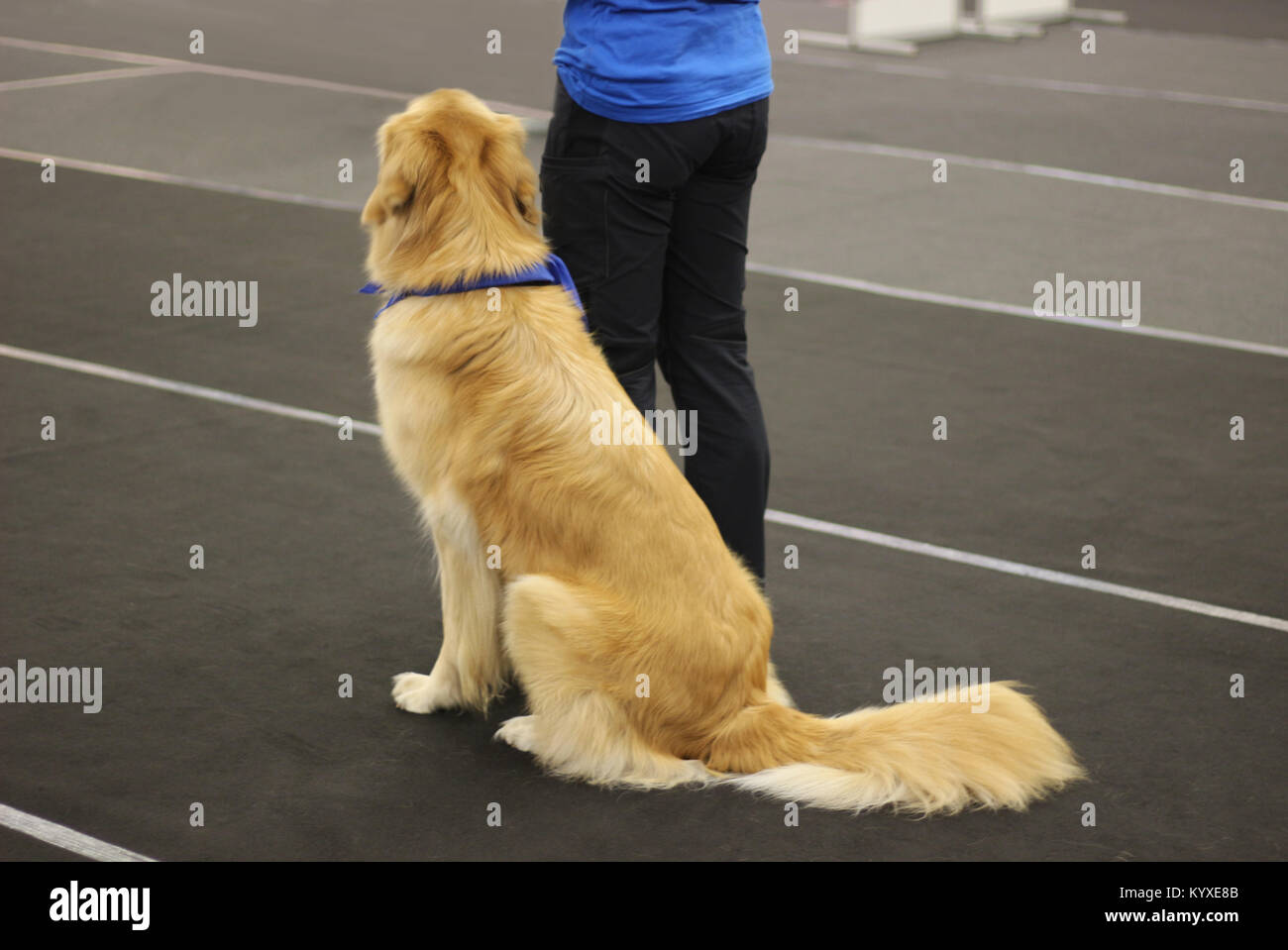 rear view of a beautiful and attentive Golden retriever dog sitting ...