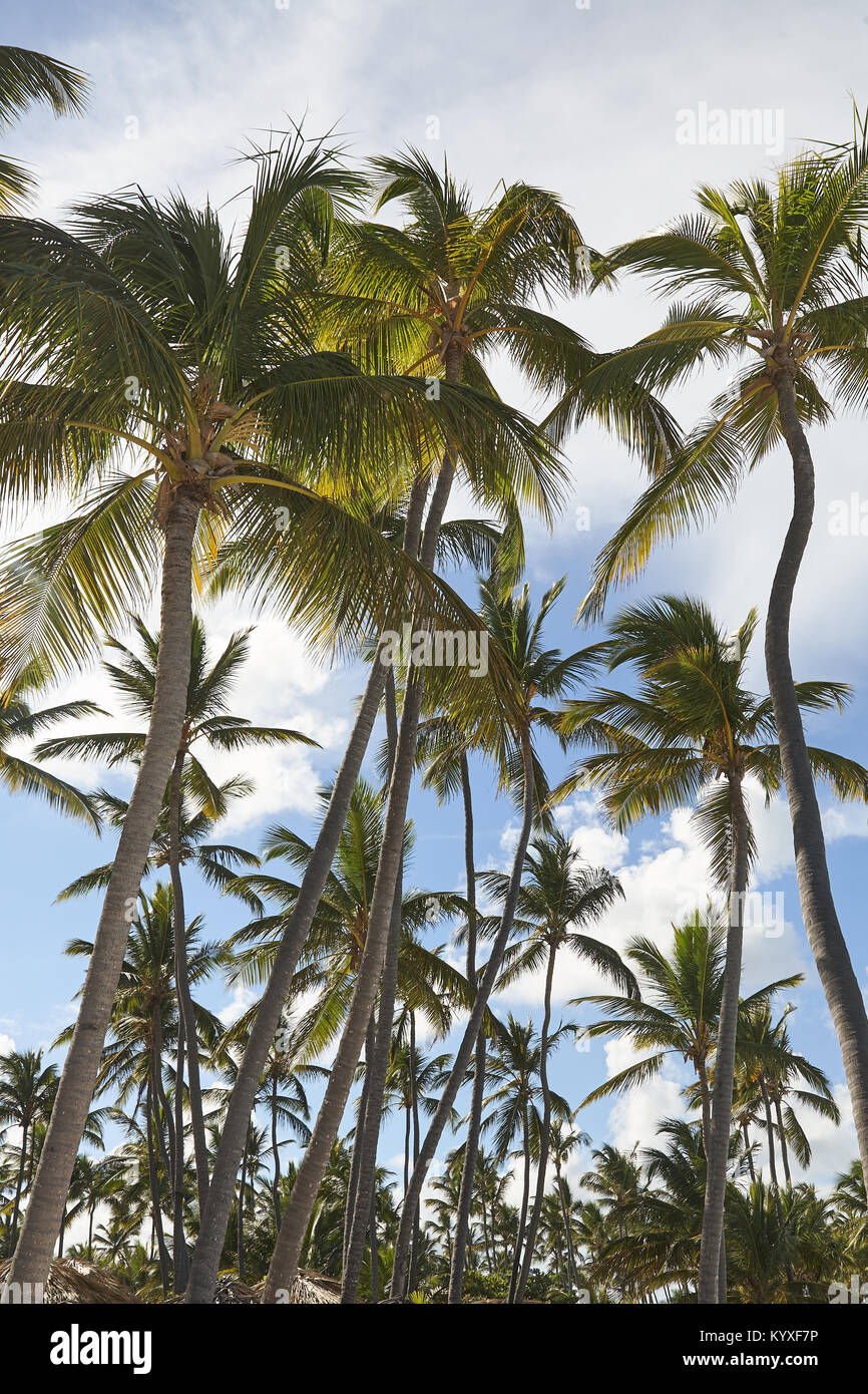 Palm trees at Punta Cana beach. Dominican Republic Stock Photo - Alamy