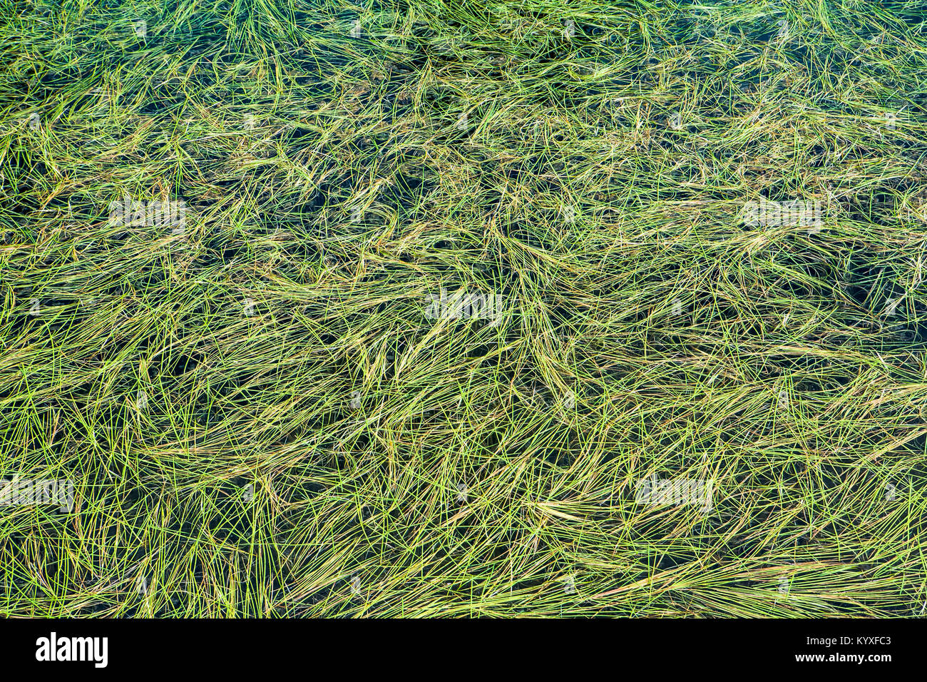 Reeds floating on the surface of a mountain pond, Washington Cascades ...