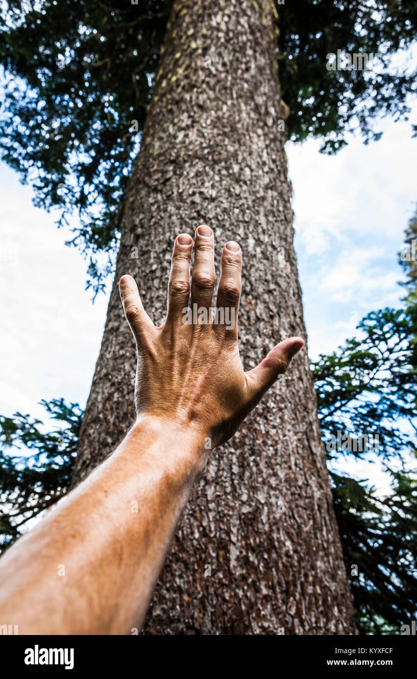 Human hand and a big tree Stock Photo - Alamy