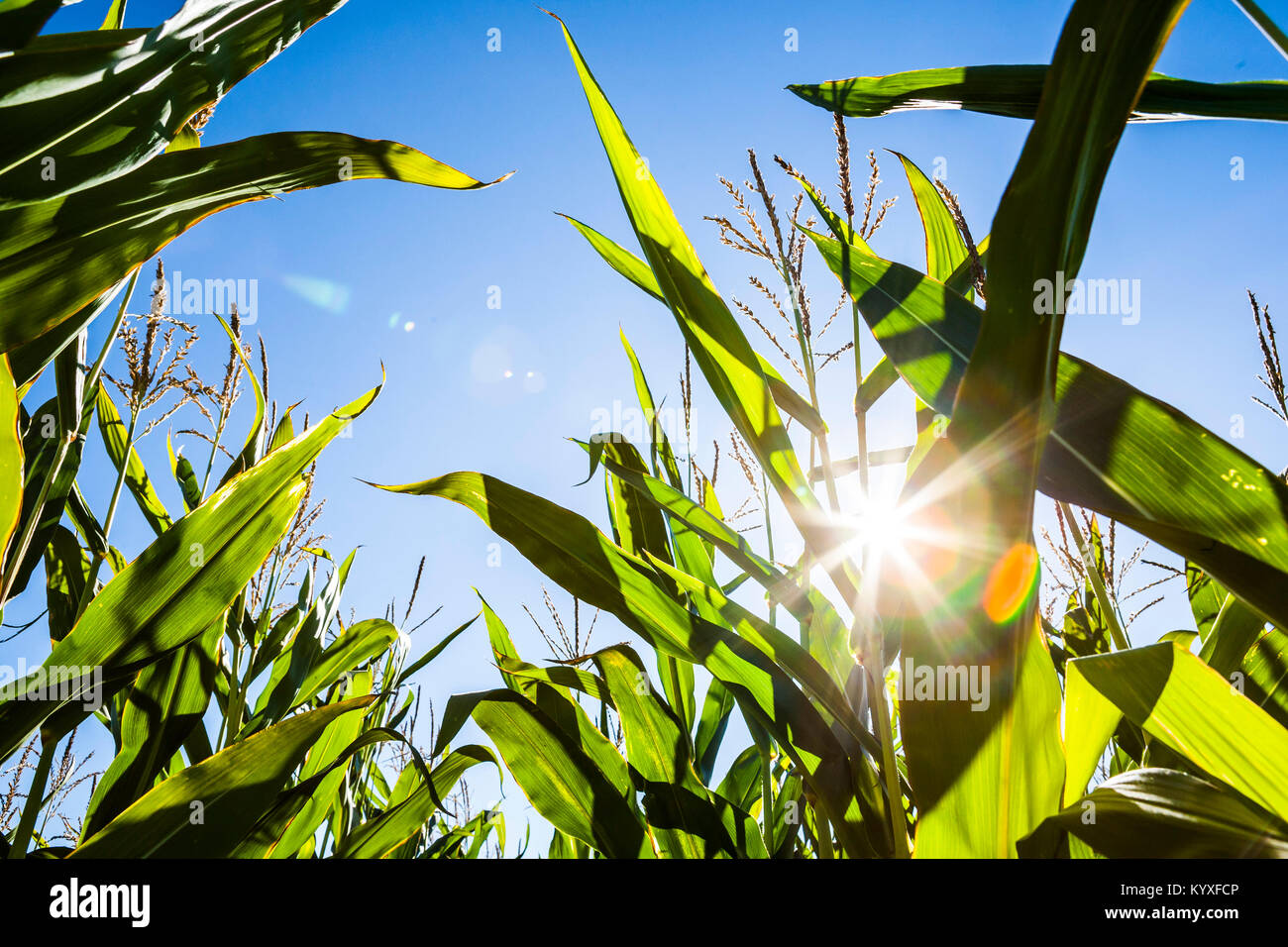 The sun shining down on corn plants in a corn field Stock Photo - Alamy