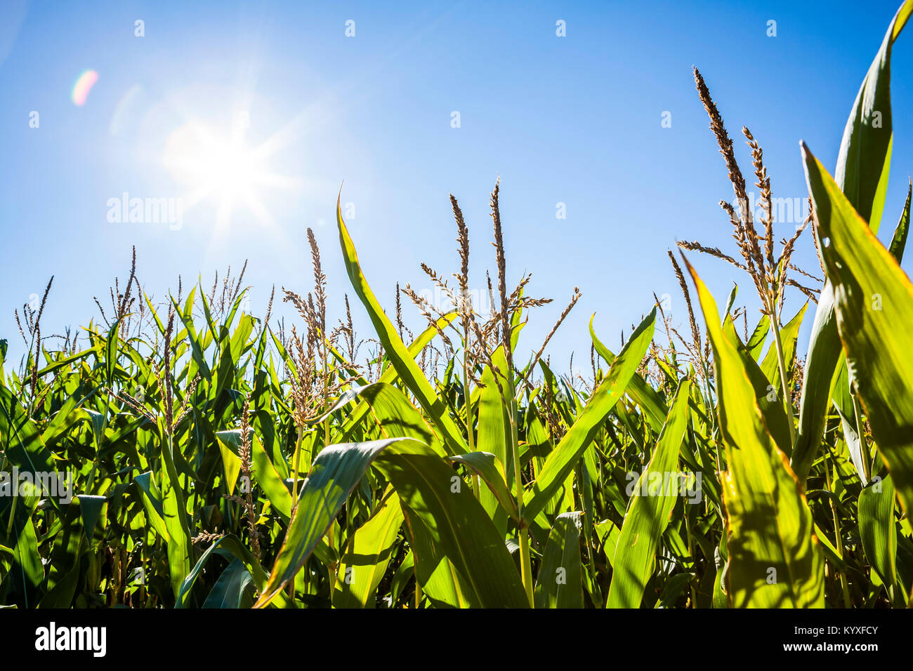 Sunlight On Plants