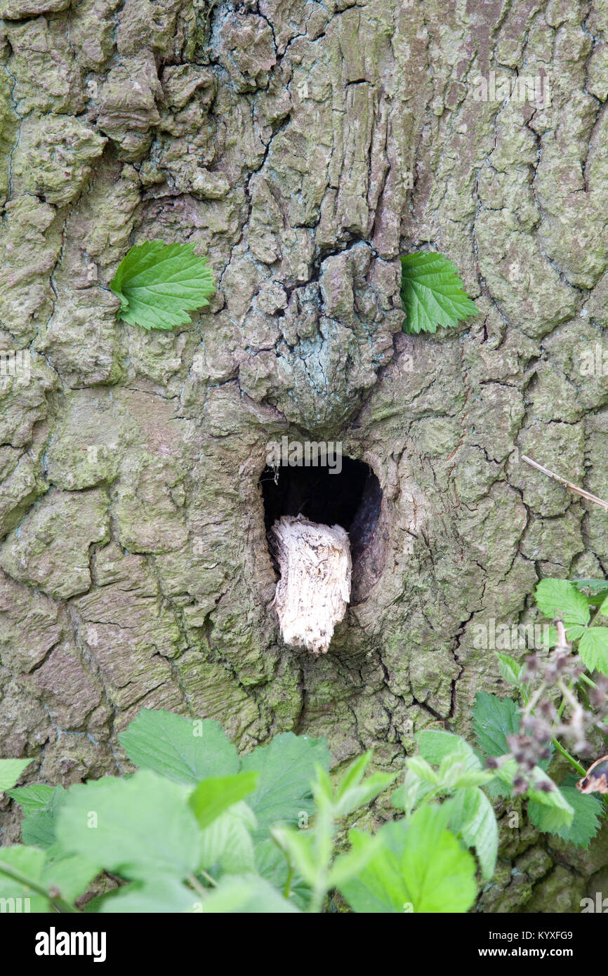 Hole in tree trunk with leaves forming eyes to make a face Stock Photo ...