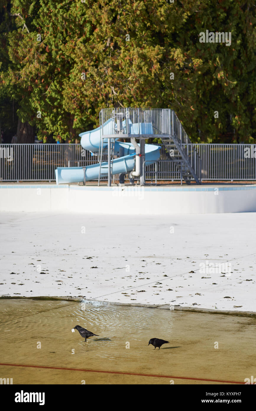 Ravens playing in an empty swimming pool in Stanley Park, Vancouver ...