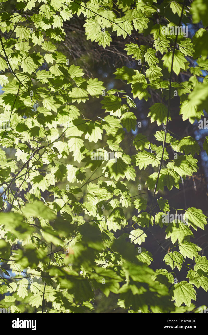 Maple tree leaves with backlight from below Stock Photo - Alamy