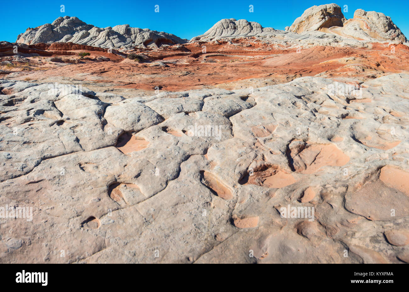 Cow Trail, Pano Stock Photo - Alamy
