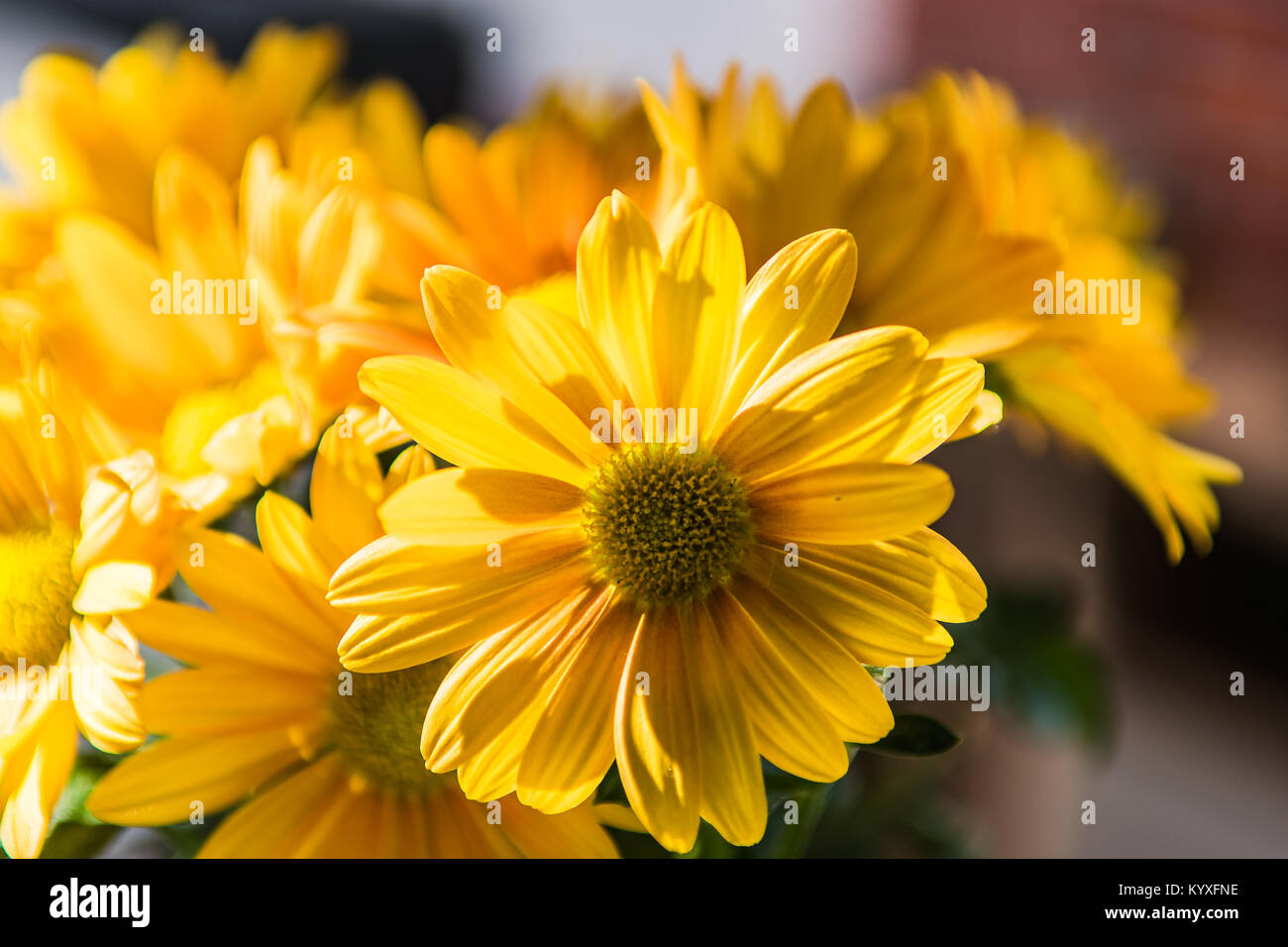 Gerbera flower detail hi-res stock photography and images - Alamy