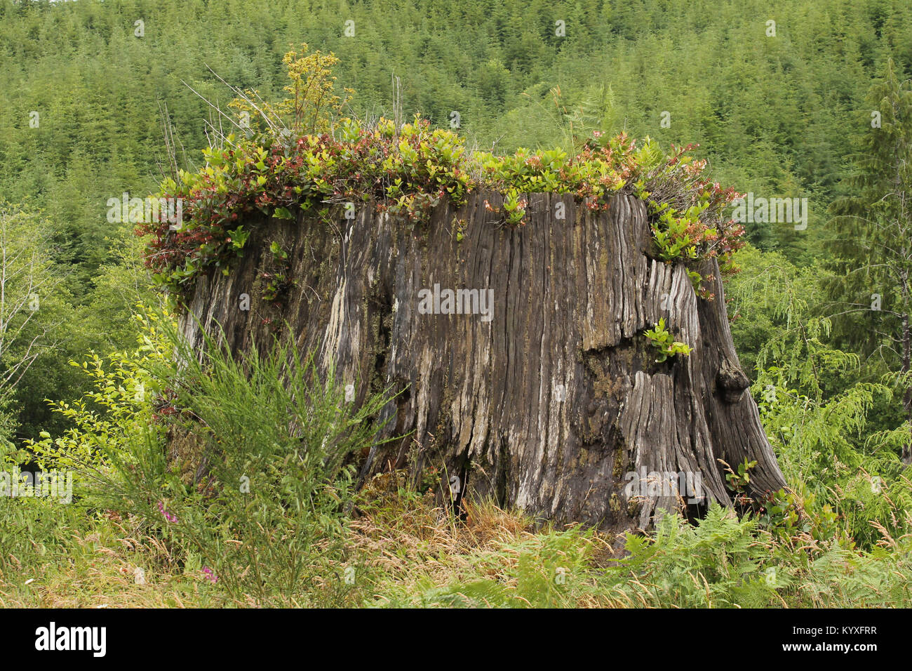Large tree stump with vegetation growing out of it Stock Photo - Alamy