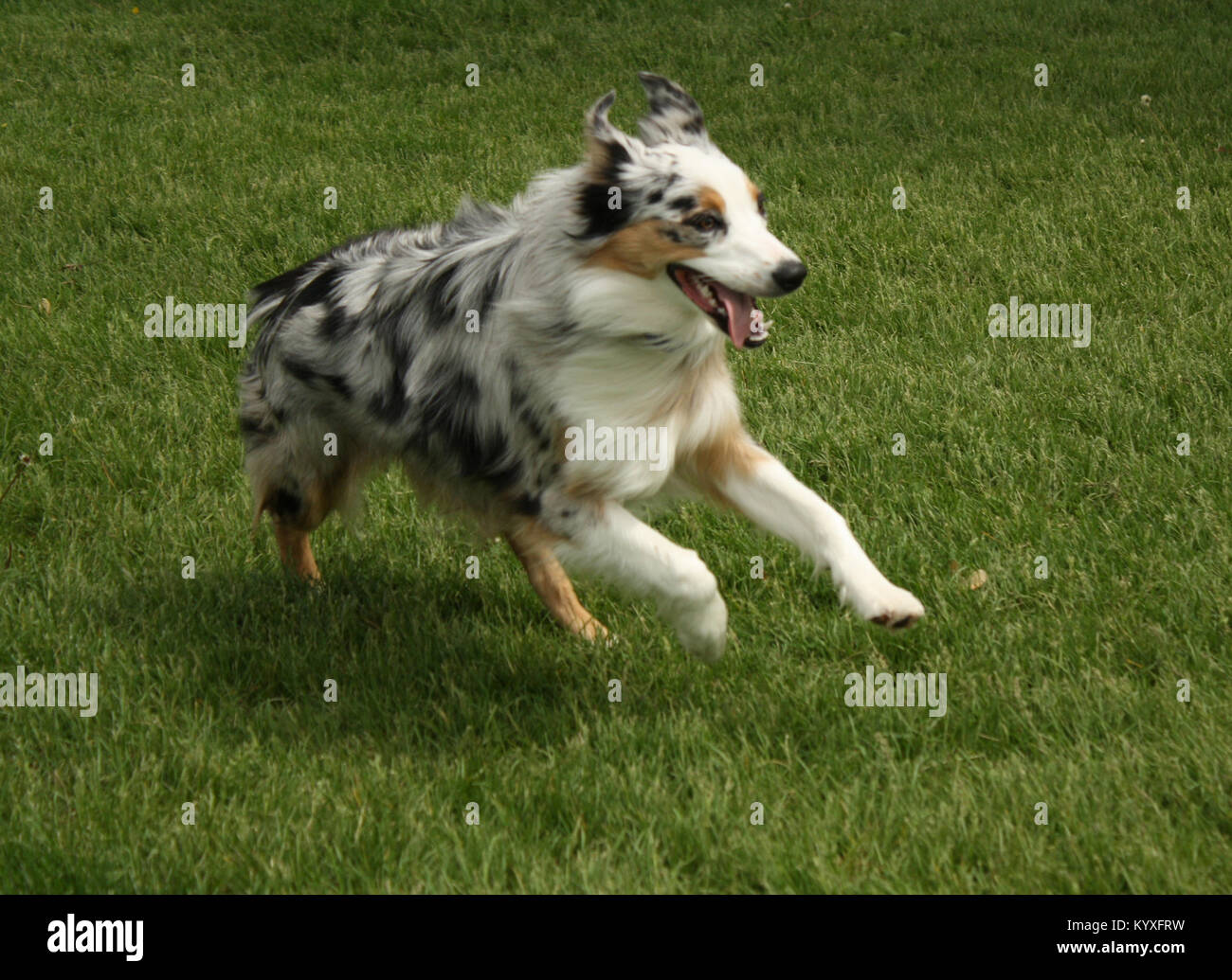 Australian Shepherd Running High Resolution Stock Photography and ...