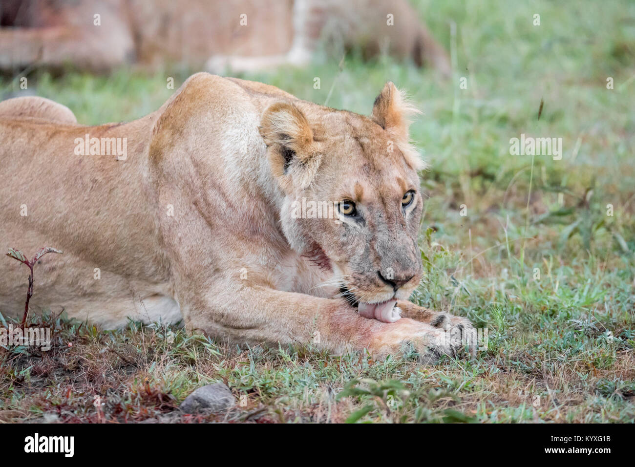 Iso5000 High Resolution Stock Photography and Images - Alamy