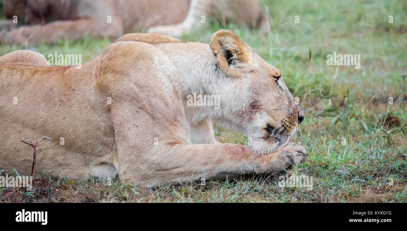A female lion cleaning itself after feeding on a kill, early morning ...
