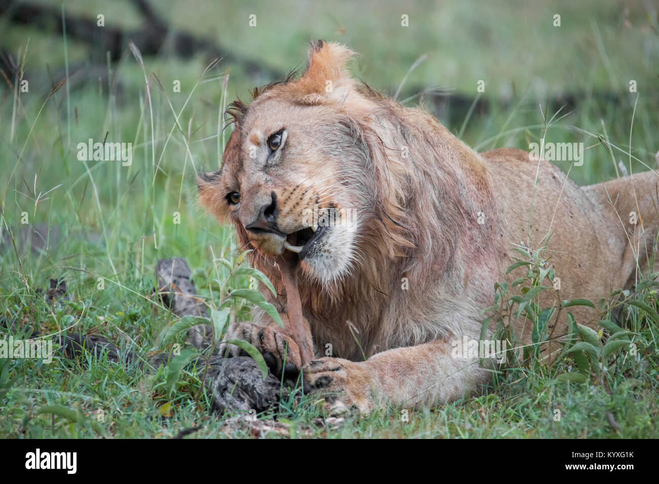 High iso image hi-res stock photography and images - Alamy