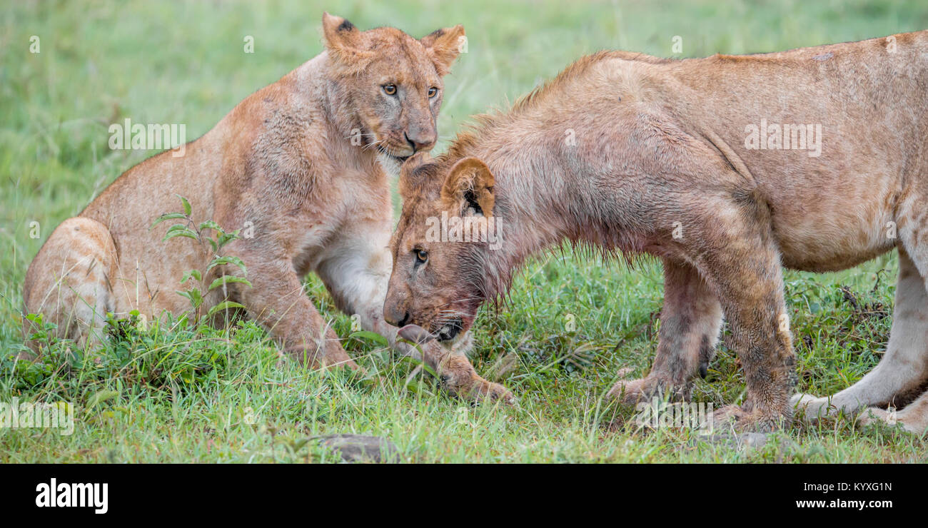 Two young lions together after feeding on a kill, different ages, early ...