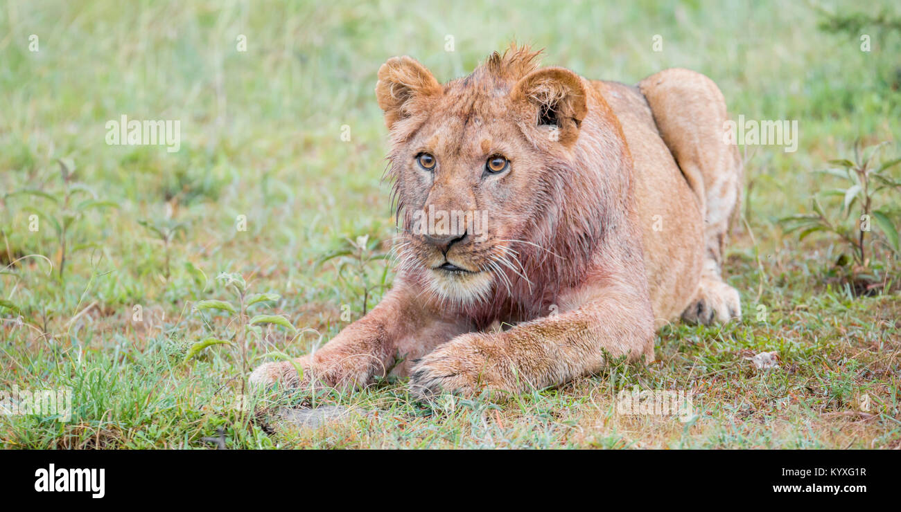 A young male lion looking alert after feeding on a kill, early morning ...