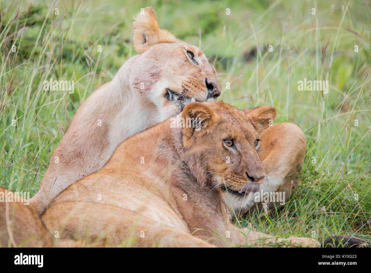 Interaction between two lions, grooming after feeding on a kill, early ...