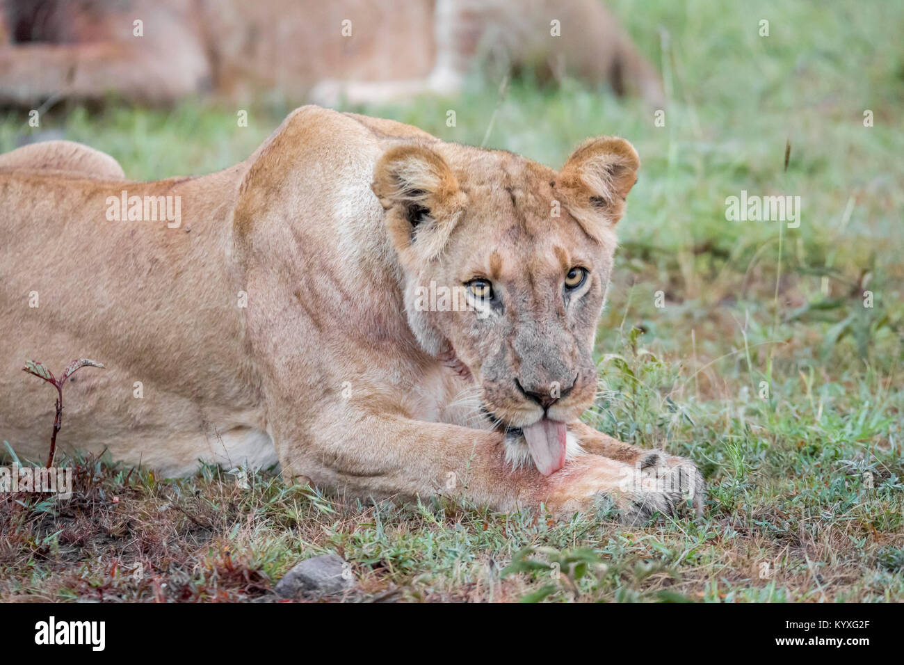 A female lion cleaning itself after feeding on a kill, early morning ...