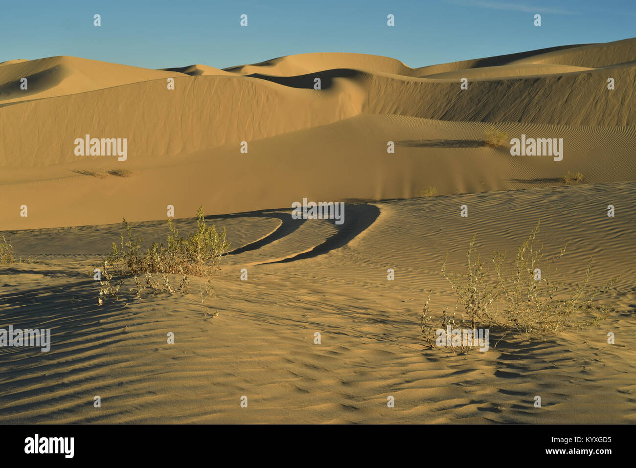 sand dunes at Imperial Sand Dunes, California, USA Stock Photo - Alamy