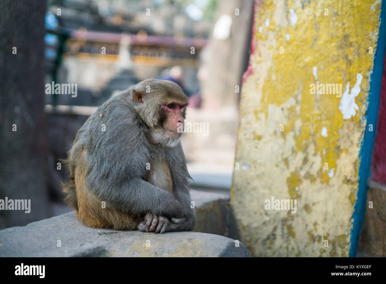 Swoyambhu Stupa (Monkey temple), Kathmandu, Nepal, Asia Stock Photo - Alamy