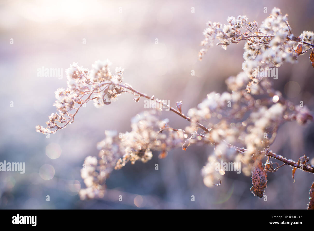 Grasses covered with hoarfrost hi-res stock photography and images - Alamy
