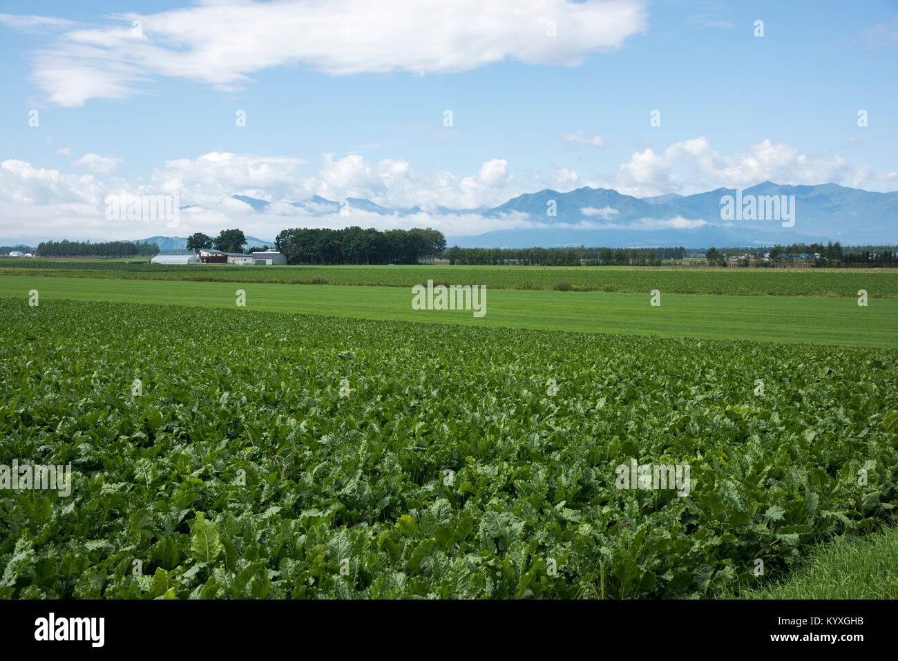 Sugar beet field, Tokachi Plain, Memuro-cho, Kasai-gun, Hokkaido, Japan ...