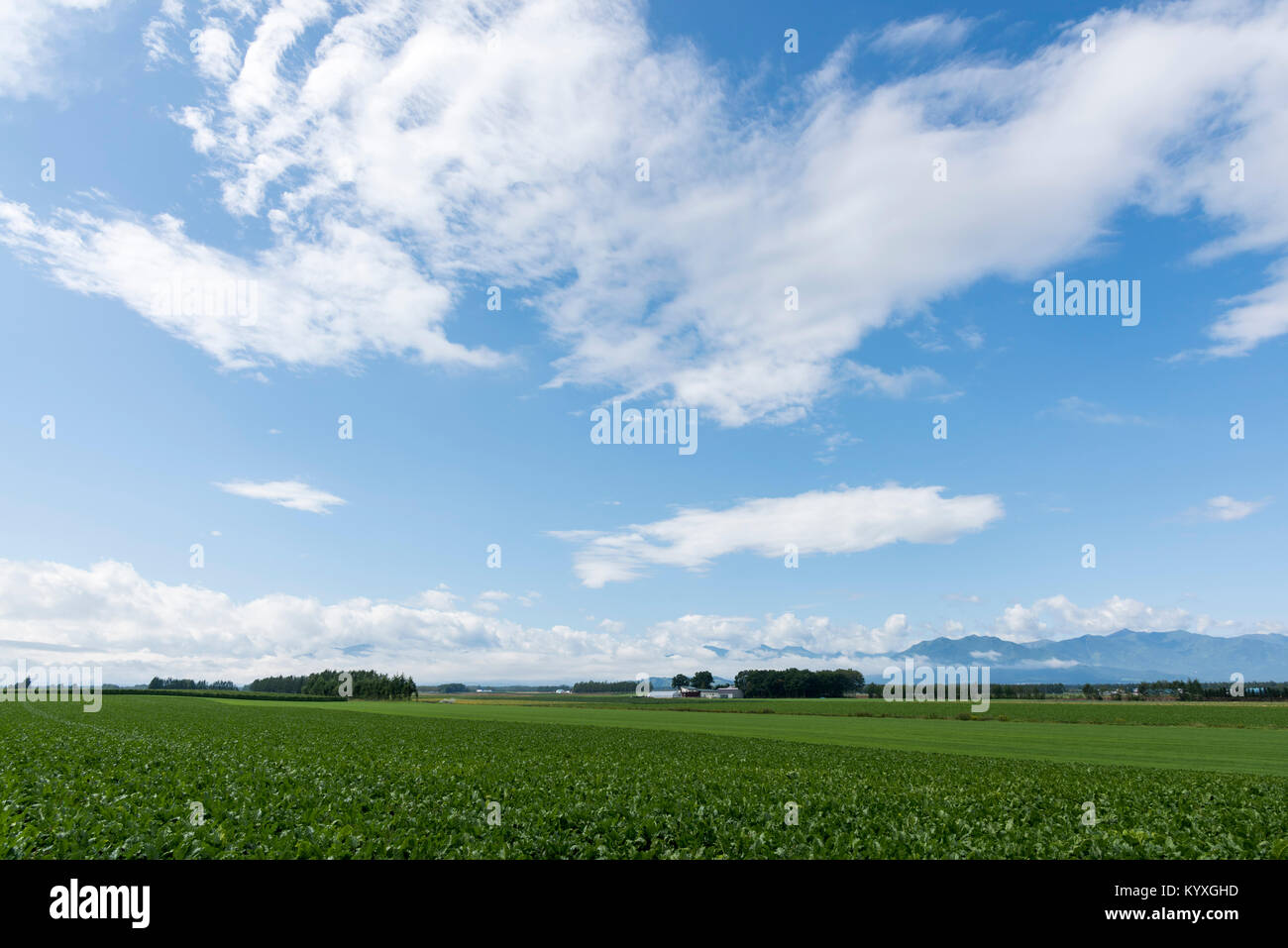 Sugar beet field, Tokachi Plain, Memuro-cho, Kasai-gun, Hokkaido, Japan ...