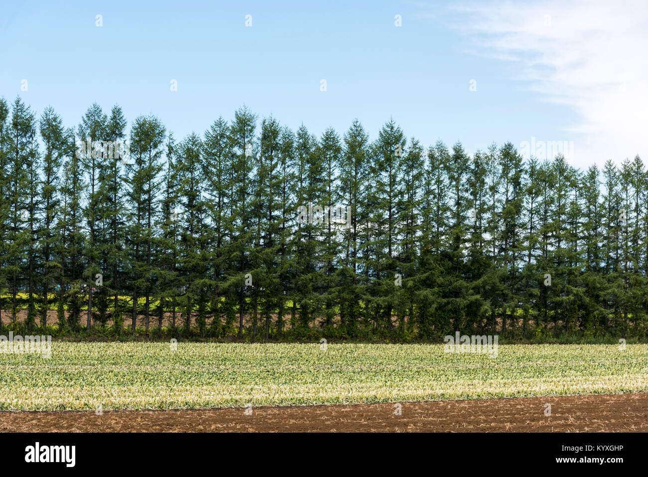 Tokachi plain hi-res stock photography and images - Alamy