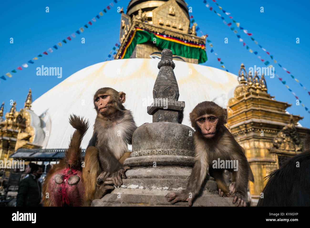 Swoyambhu Stupa (Monkey temple), Kathmandu, Nepal, Asia Stock Photo - Alamy