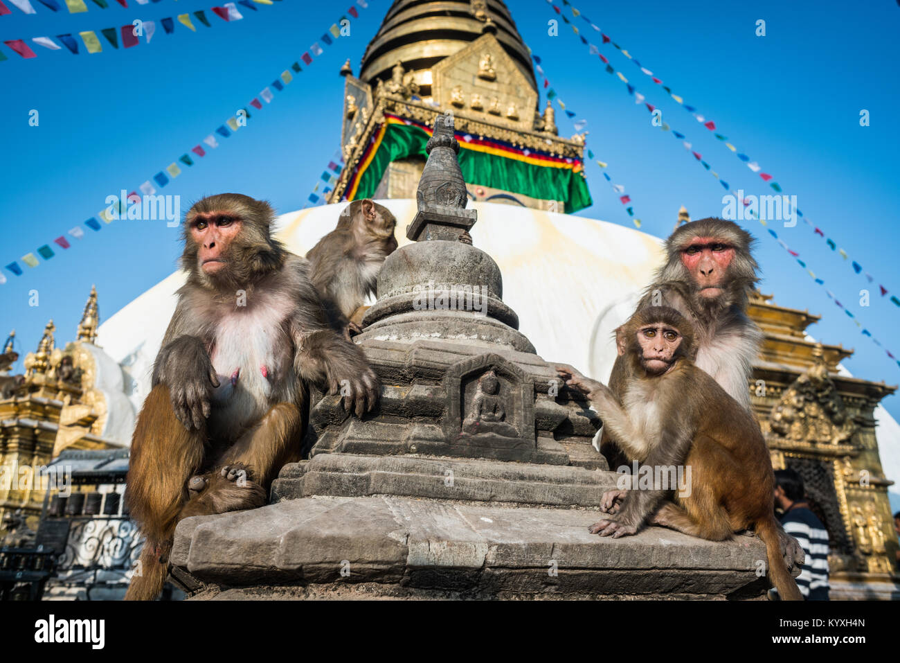Swoyambhu Stupa (Monkey temple), Kathmandu, Nepal, Asia Stock Photo - Alamy