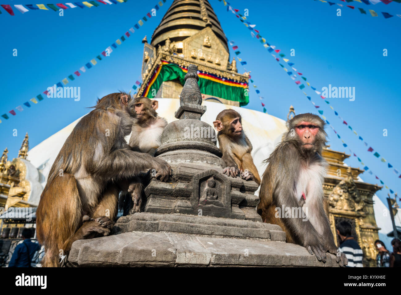 Swoyambhu Stupa (Monkey temple), Kathmandu, Nepal, Asia Stock Photo - Alamy