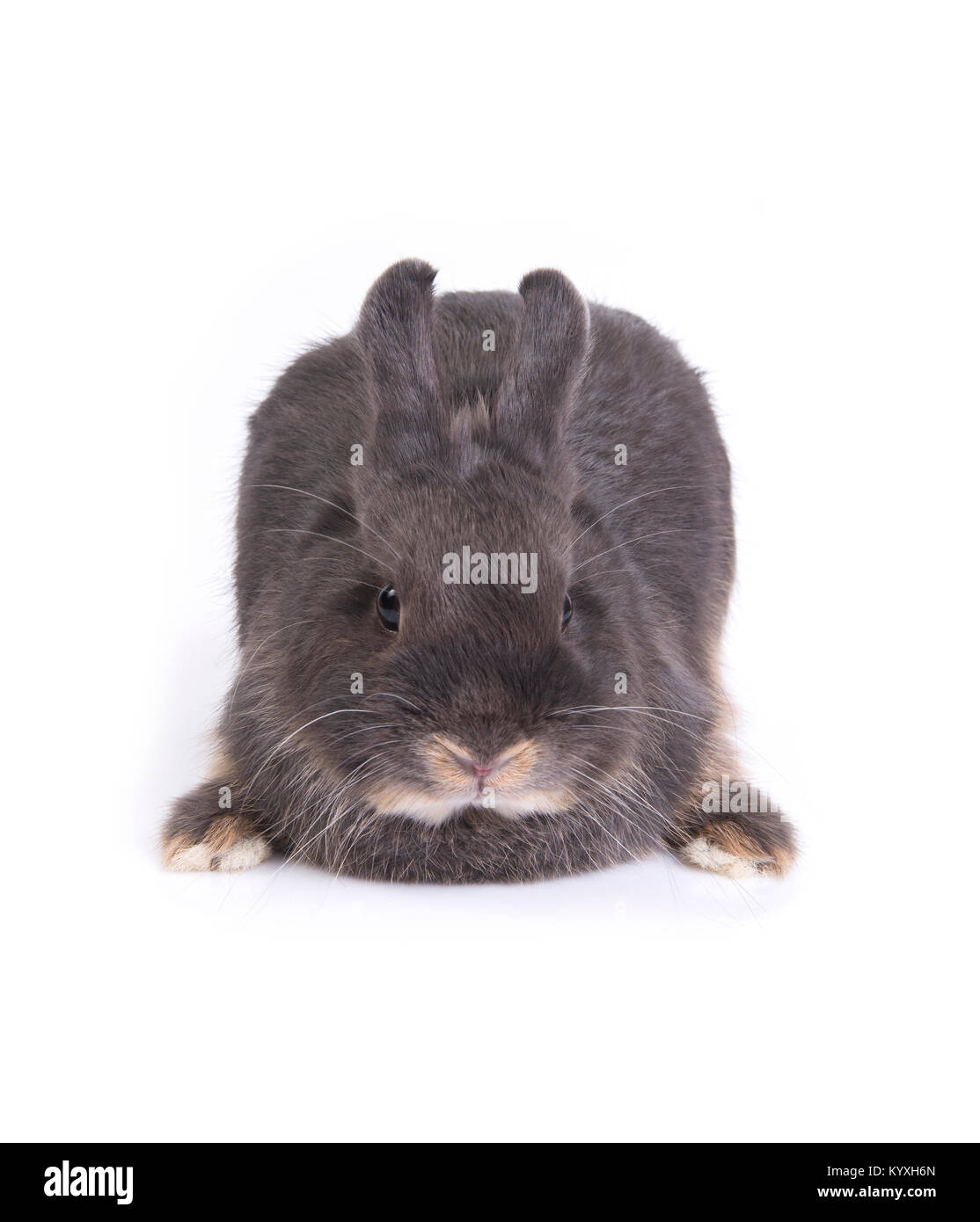 Gray cute rabbit squat and looking forward on white background Stock ...