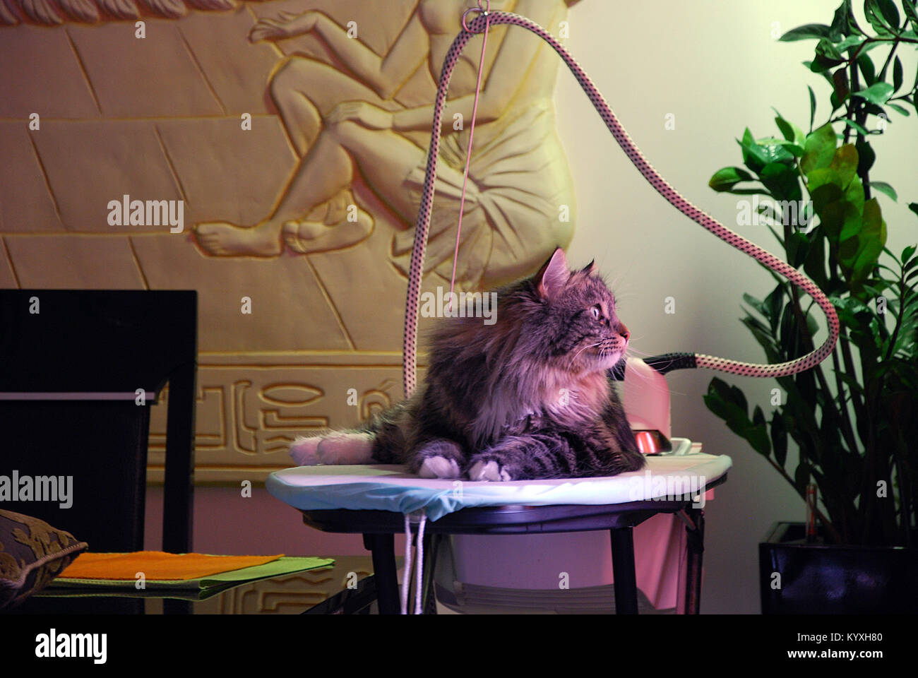Cats, lovely fluffy pets. Cat's everyday life Stock Photo - Alamy