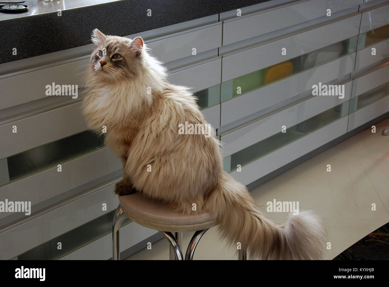 Cats, lovely fluffy pets. Cat's everyday life Stock Photo - Alamy