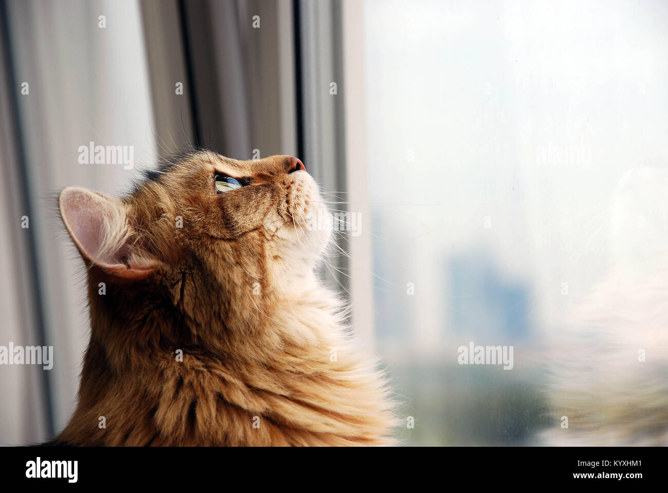 Cats, lovely fluffy pets. Cat's everyday life Stock Photo - Alamy