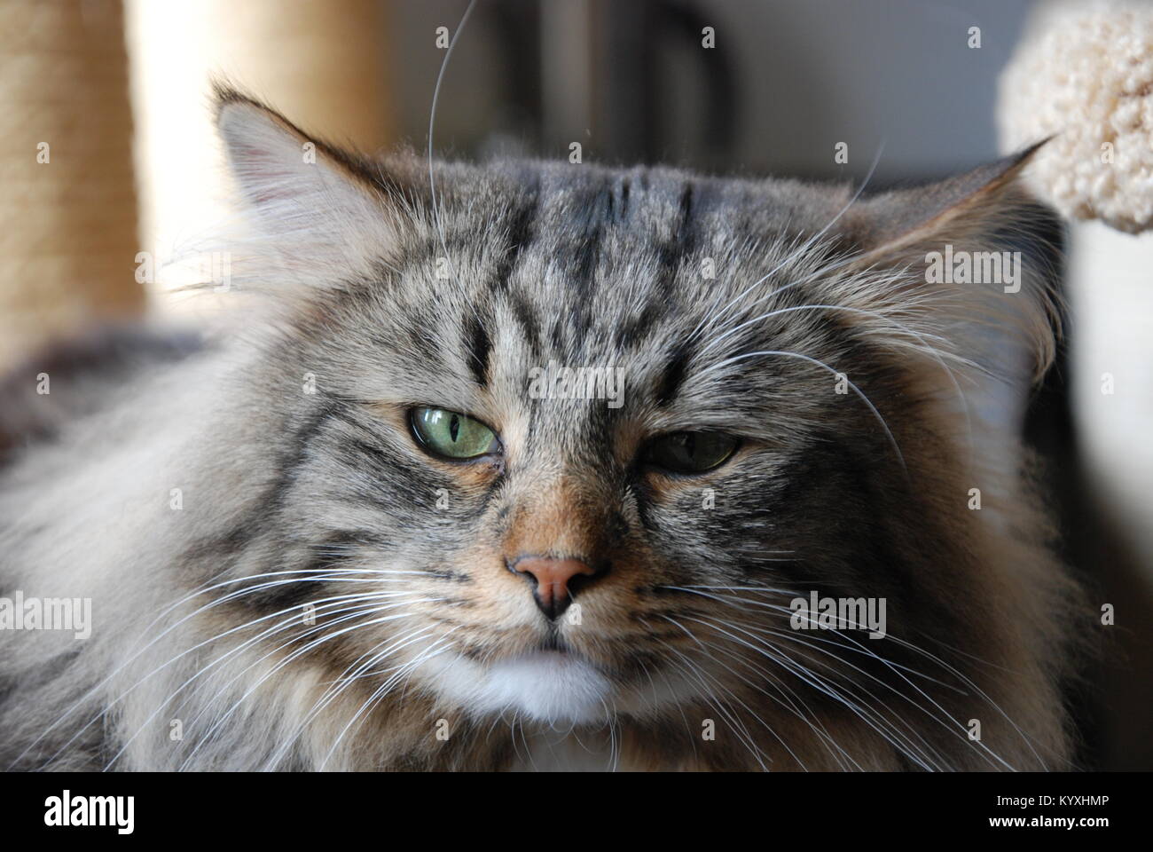 Cats, lovely fluffy pets. Cat's everyday life Stock Photo - Alamy