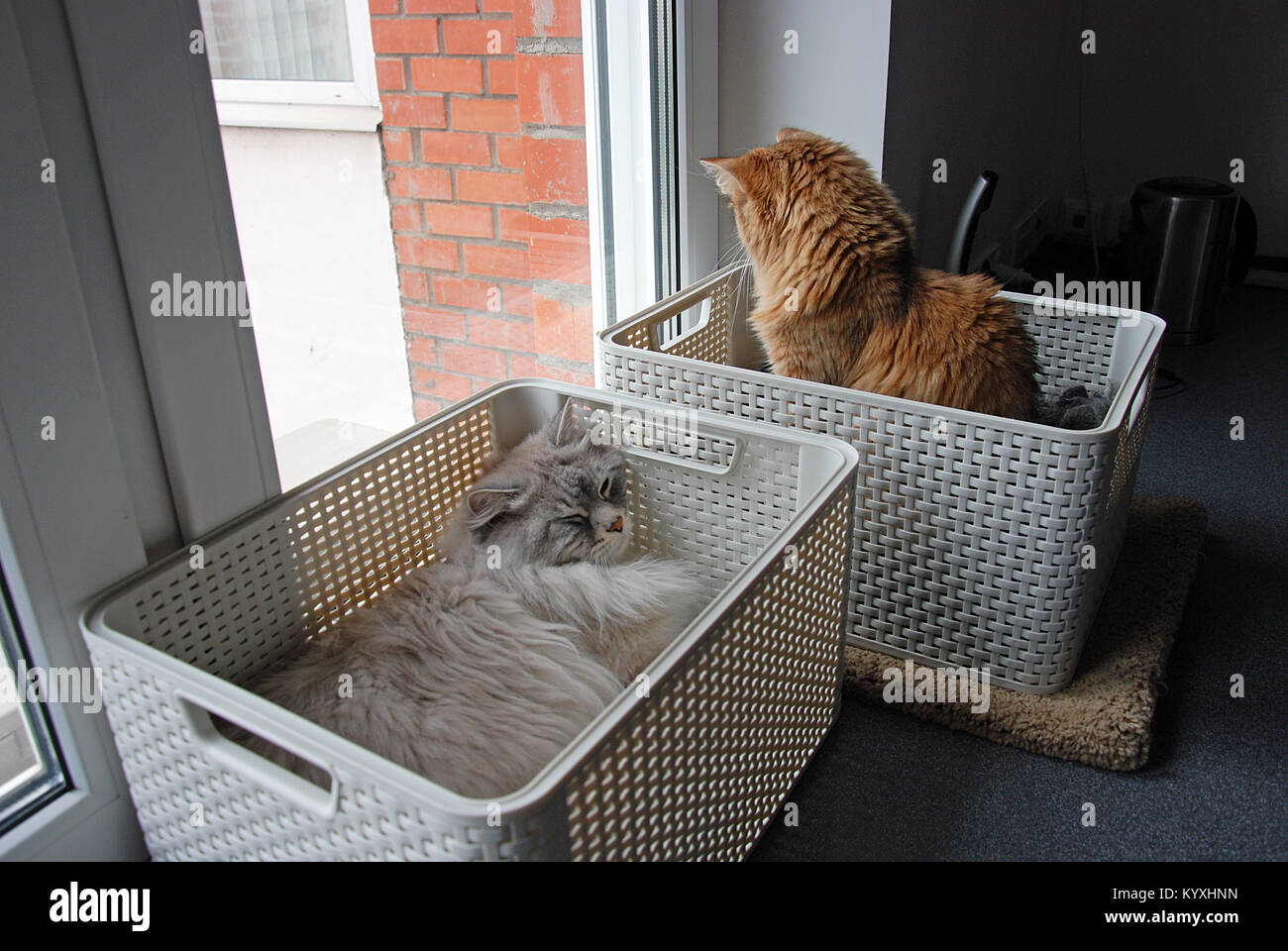 Cats, lovely fluffy pets. Cat's everyday life Stock Photo - Alamy