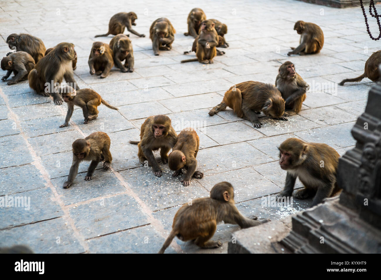 Swoyambhu Stupa (Monkey temple), Kathmandu, Nepal, Asia Stock Photo - Alamy