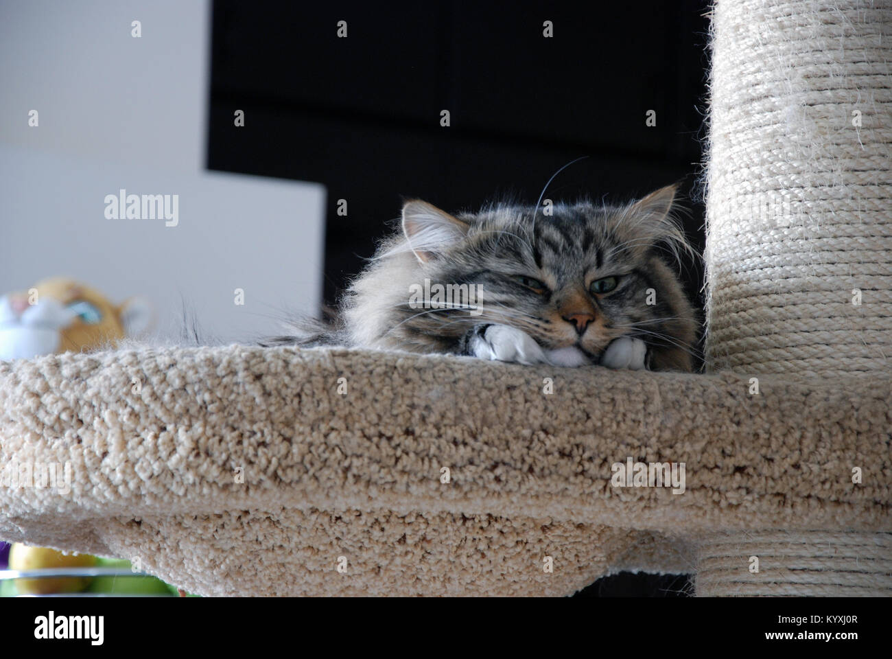 Cats, lovely fluffy pets. Cat's everyday life Stock Photo - Alamy