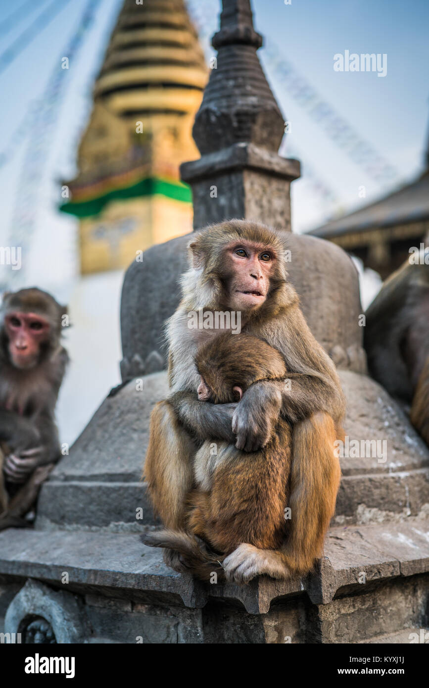 Swoyambhu Stupa (Monkey temple), Kathmandu, Nepal, Asia Stock Photo - Alamy