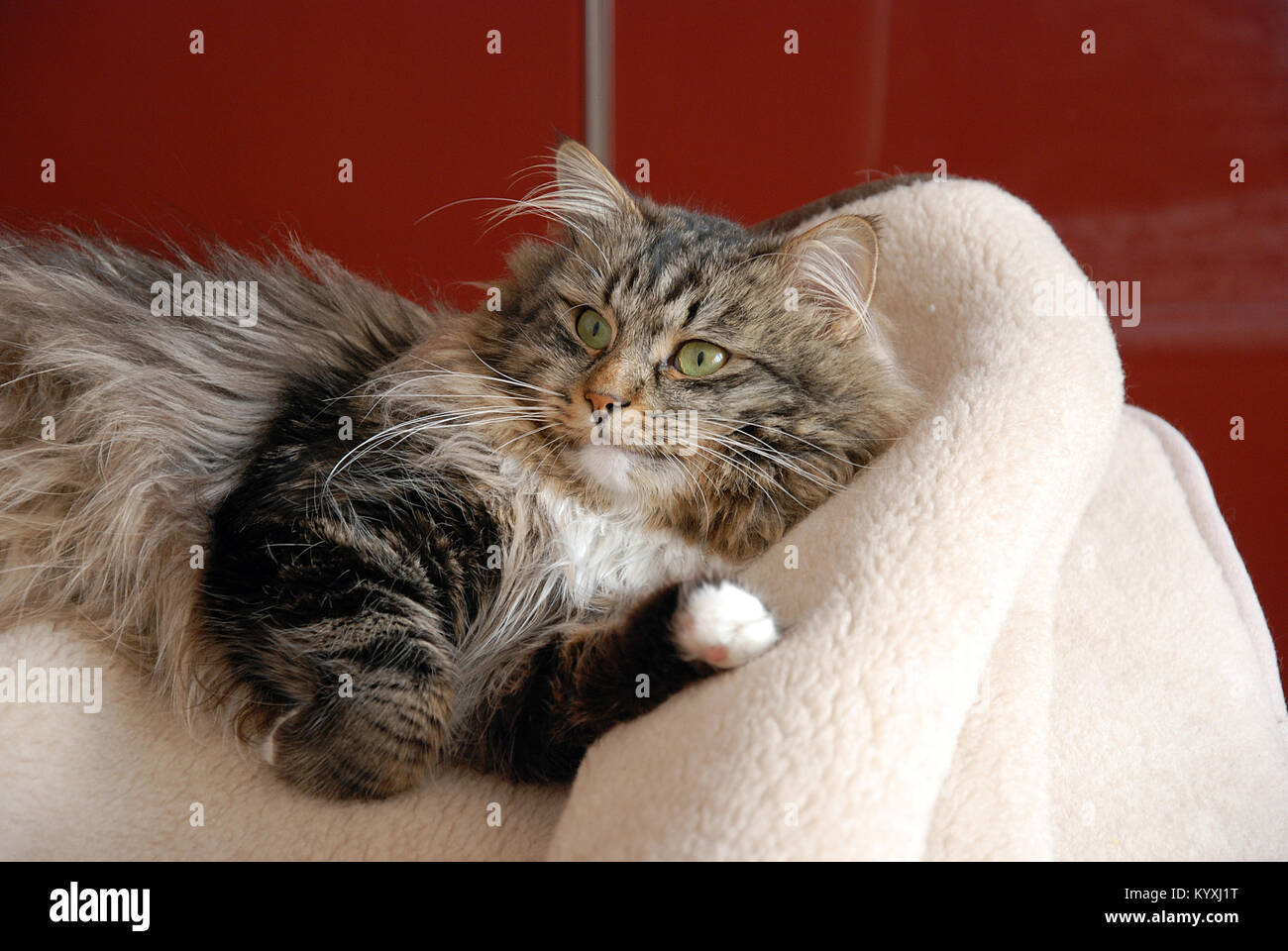 Cats, lovely fluffy pets. Cat's everyday life Stock Photo - Alamy