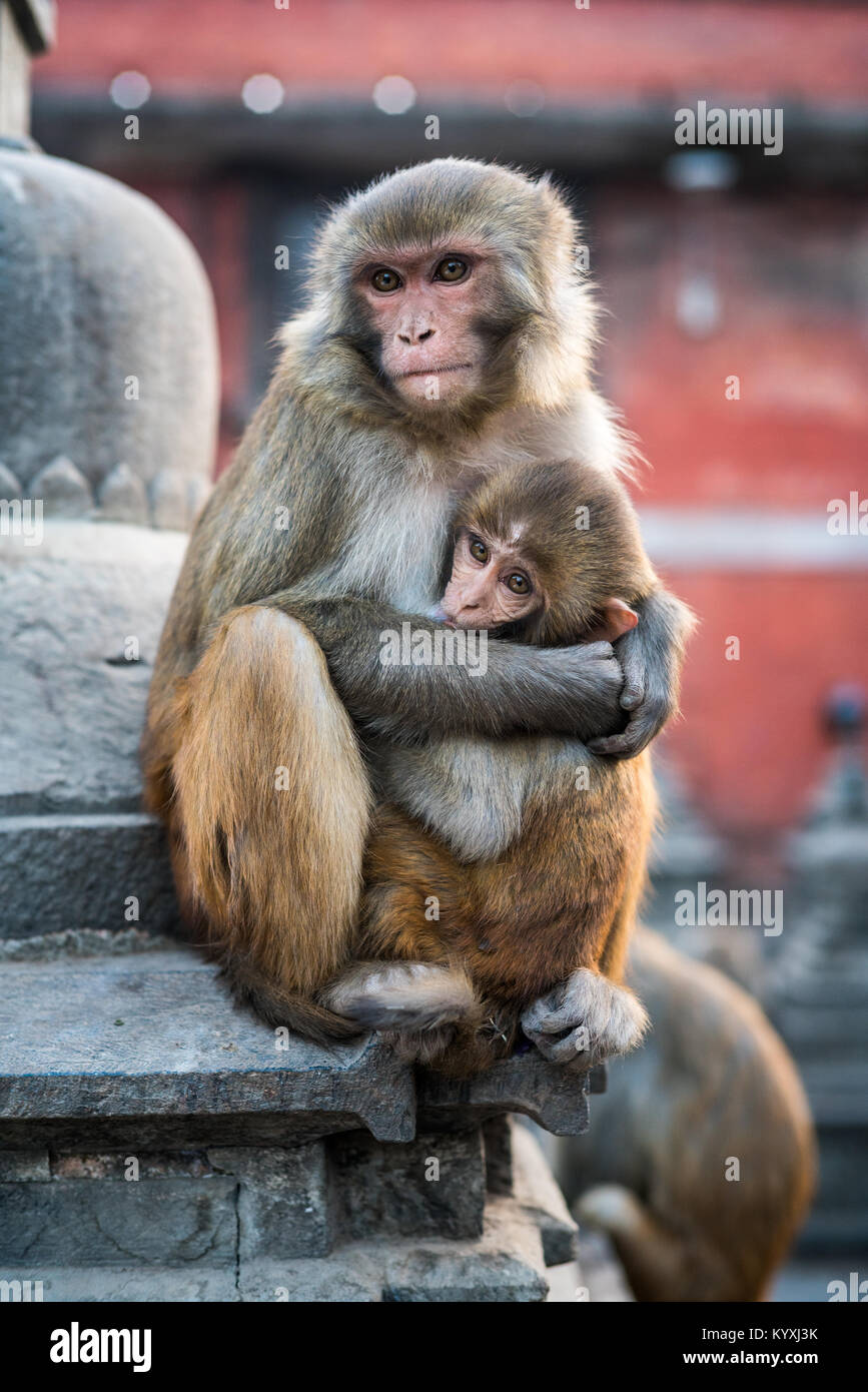 Swoyambhu Stupa (Monkey temple), Kathmandu, Nepal, Asia Stock Photo - Alamy