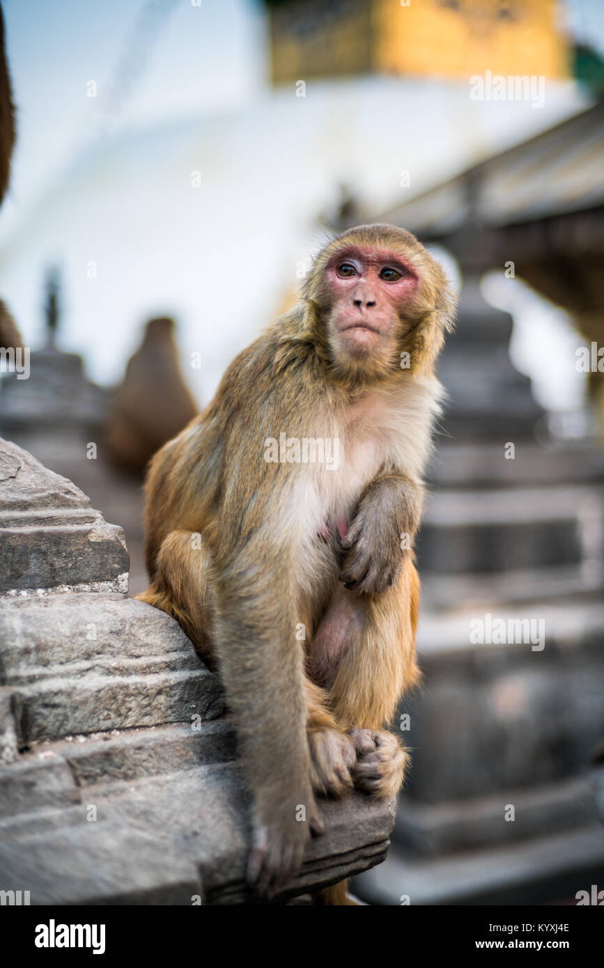 Swoyambhu Stupa (Monkey temple), Kathmandu, Nepal, Asia Stock Photo - Alamy