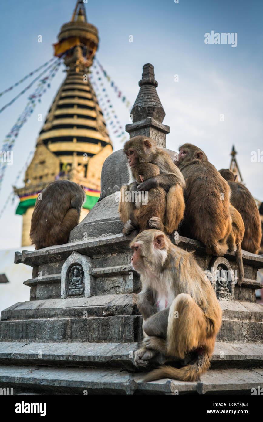 Swoyambhu Stupa (Monkey temple), Kathmandu, Nepal, Asia Stock Photo - Alamy